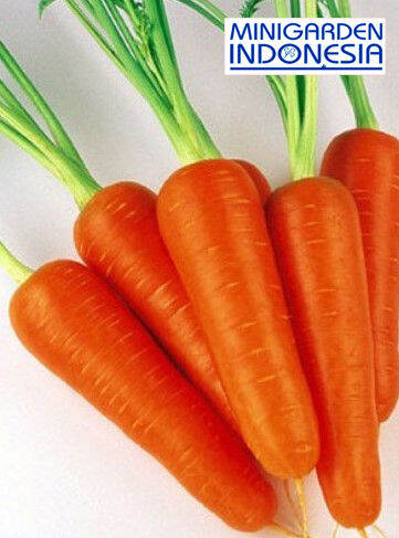 300 Benih wortel kuroda F1 bibit tanaman sayur sayuran | Lazada Indonesia