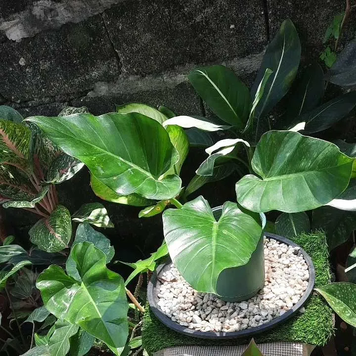 Philodendron Giganteum Albo Variegatum "Blizzard" - Rare live indoor ...