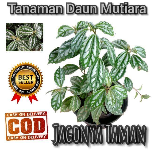 Tanaman Hias Daun Mutiara / Tanaman Hidup Daun Mutiara Murah / Pohon ...