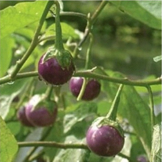 Terong Lalap Ungu 50 biji bibit seed Benih Terong Lalap Ungu Sriti ...