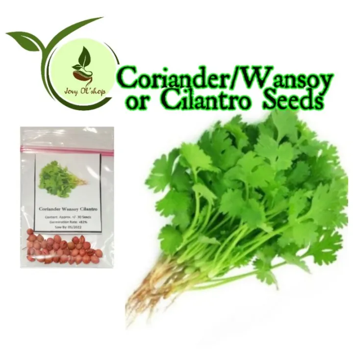 Coriander Wansoy Cilantro | Lazada PH