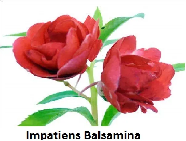 Impatiens Balsamina Flower, Touch-Me-Not ,Rose Balsam, Kamantigi 15 ...