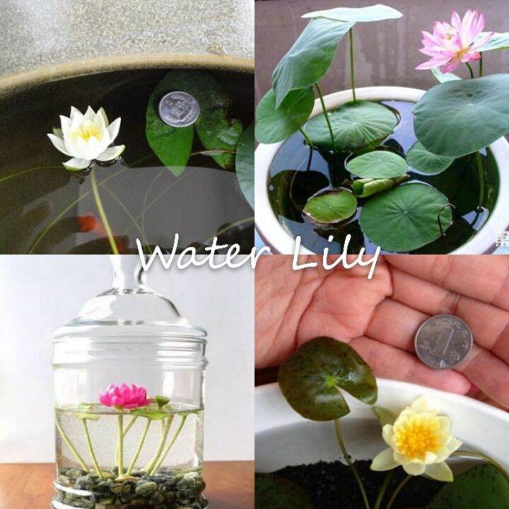Pot Mini Lotus Flower Seeds Random Mix Colour Bowl Lotus / Water Lily ...