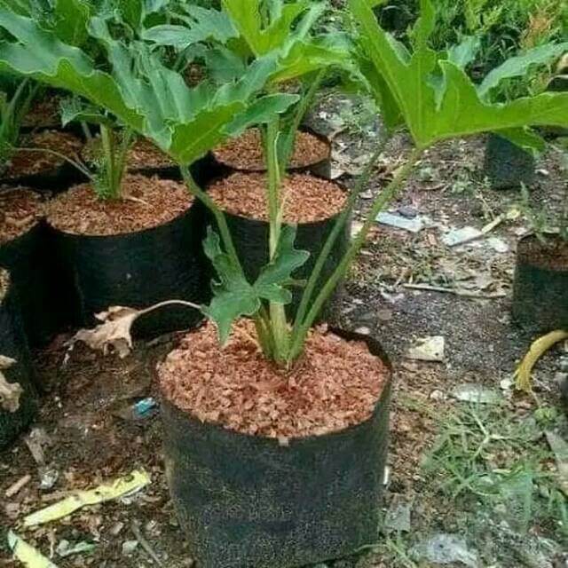 Jual Tanaman indoor philodendron selloum/bibit taneman indor pilo jari ...