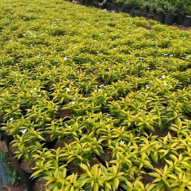 ready stok Tanaman Rembosa Golden Tanaman Rombusa Golden Tanaman ...