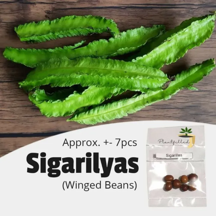 ۞ [Plantfilled] Winged Beans Sigarillas Sigarilyas Seeds Vegetables ...