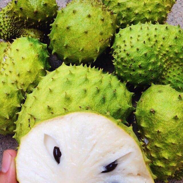 Guyabano Seeds for Planting FRUIT Buy One Get One Free(Not Plants ...