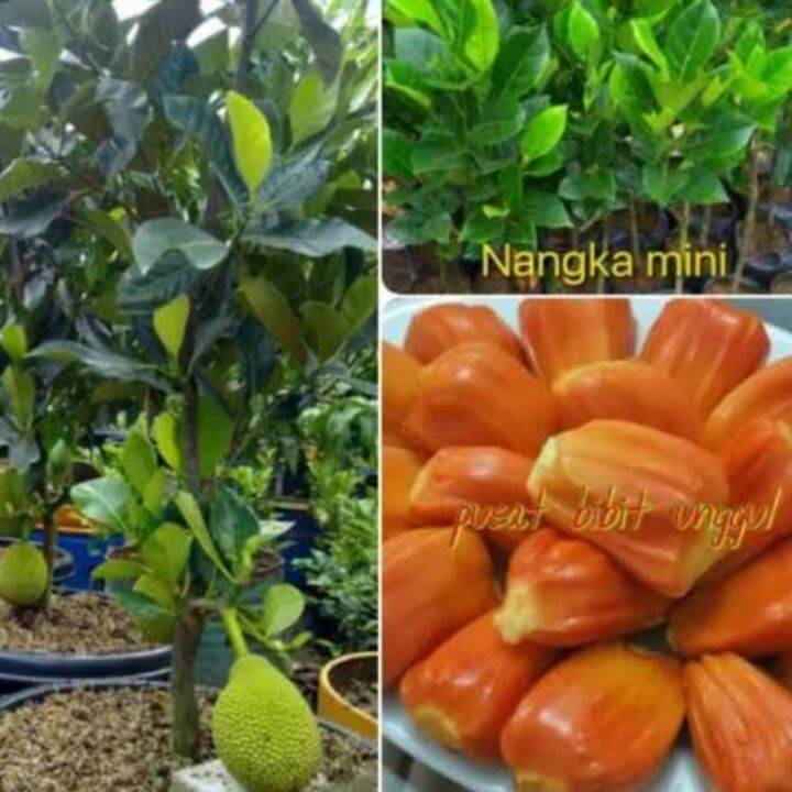 Pohon Nangka Mini