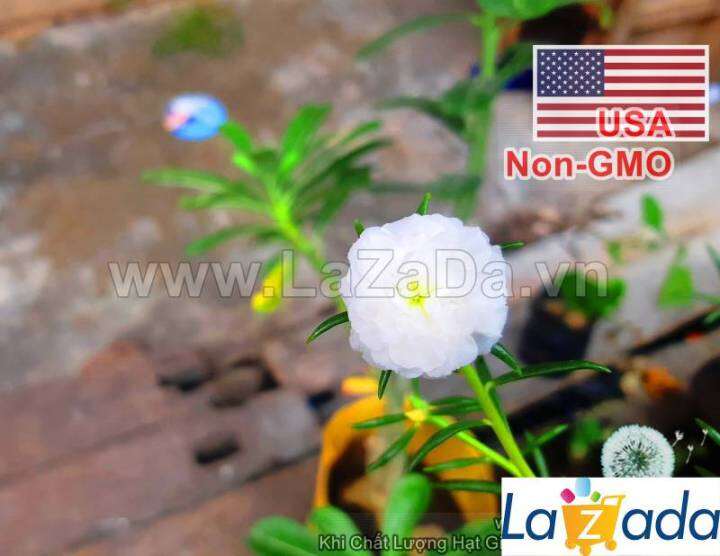 1gr 9k HẠt Hạt Giống Hoa Mười Giờ Mỹ Kép Trắng Kd B9 V23 Lazada Vn