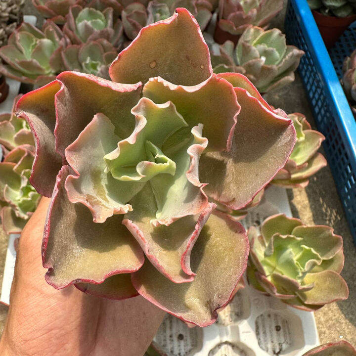 90s Greenovation live succulent Echeveria Chantilly Mutation 天使锦 | Lazada