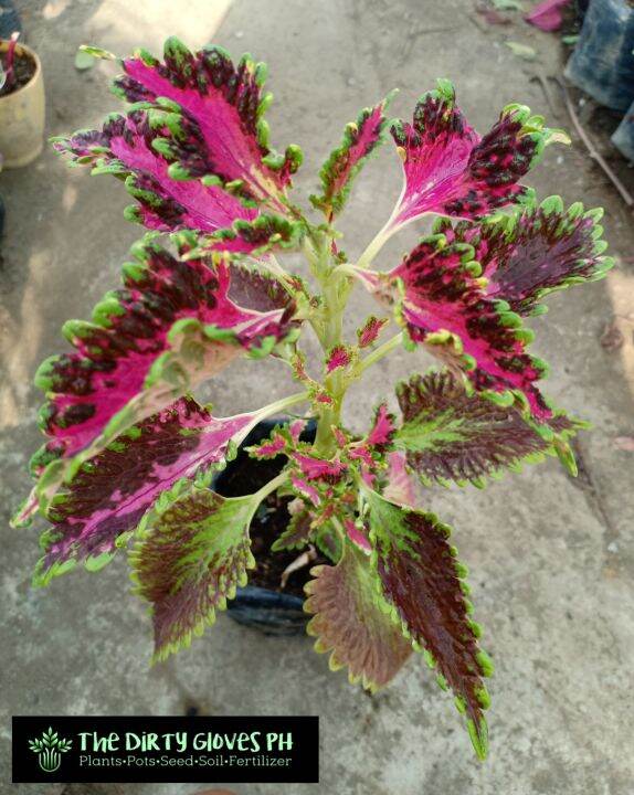 Rare Mayana Coleus (Pink Carnival) - Free pot and white pebbles | Lazada PH