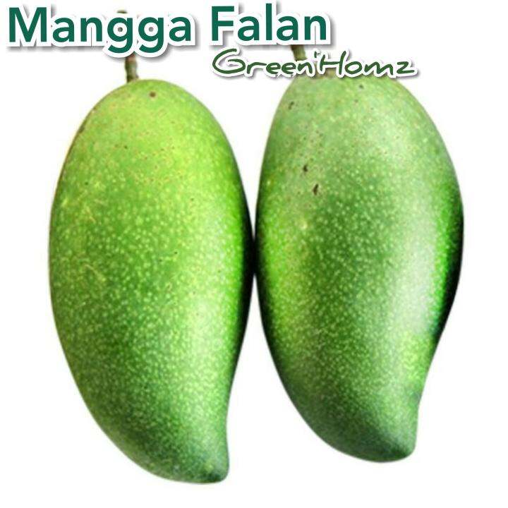 bibit mangga falan thailand | Lazada Indonesia