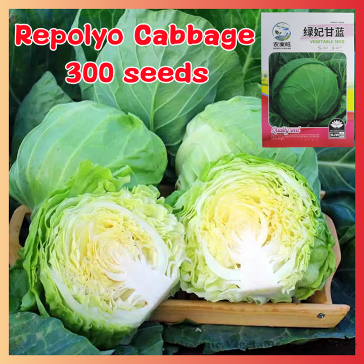 Organic High Yield 300 Seeds Green Cabbage Seeds for Planting Biji ...
