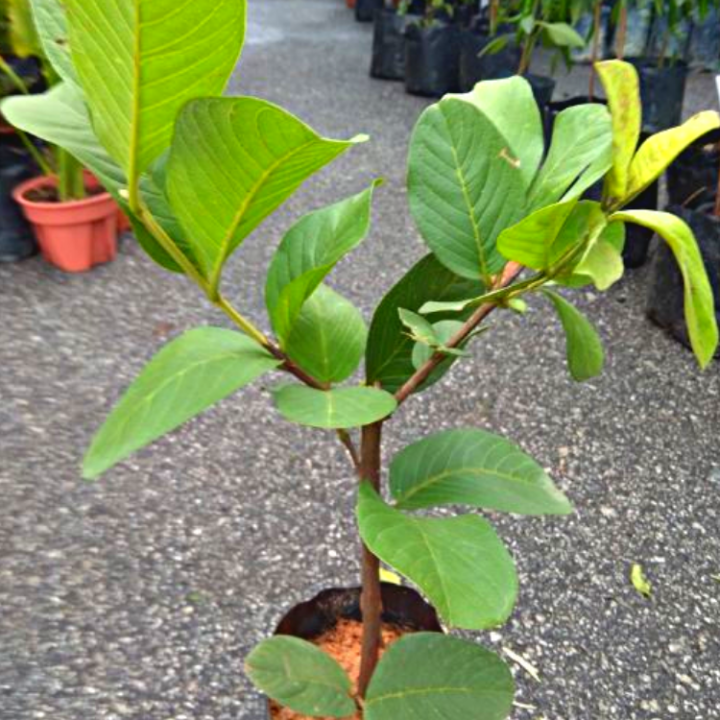 Jambu Batu / Guava (Psidium guajava) - Pokok Hidup / Live Plant | Lazada