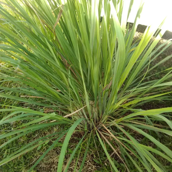 Tanglad or Lemongrass Cuttings Best for Vegetable Garden (10 sticks ...