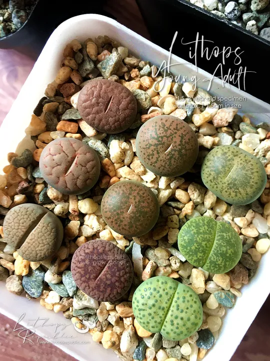 Assorted Random Rare Lithops Selections Sold Per Piece | Lazada PH