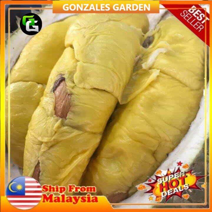 Anak Pokok Durian Gan Hai Kang Hai Pokok Import Dari Thailand D208 | Lazada