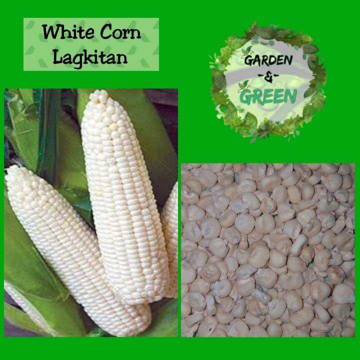 Waxy Corn Lagkitan Seeds (50seeds) | Lazada PH
