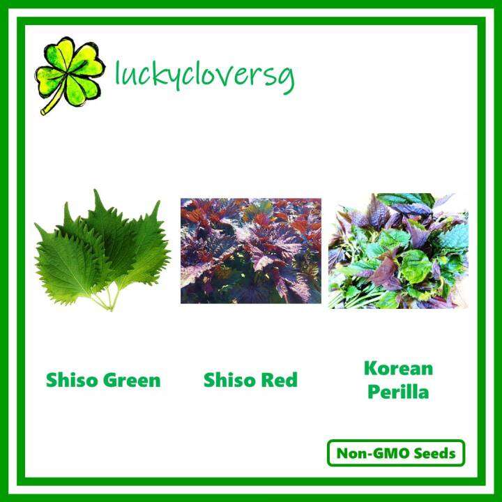 Shiso and Perilla Seeds - Shiso Green / Red / Korean Perilla / Britton ...