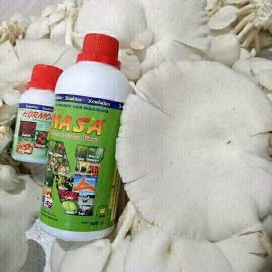 paket budidaya jamur | Lazada Indonesia