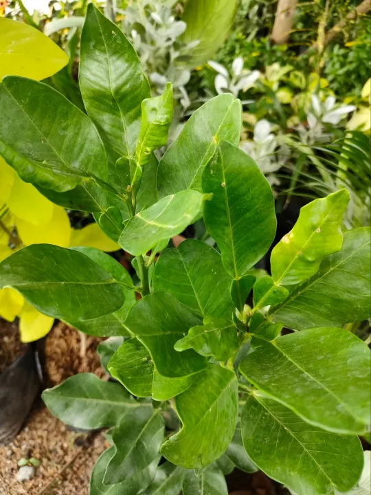 POMELO OR SUHA DAVAO- MARCOTED SUHA -FRUIT BEARING TREES-READY TO PLANT ...
