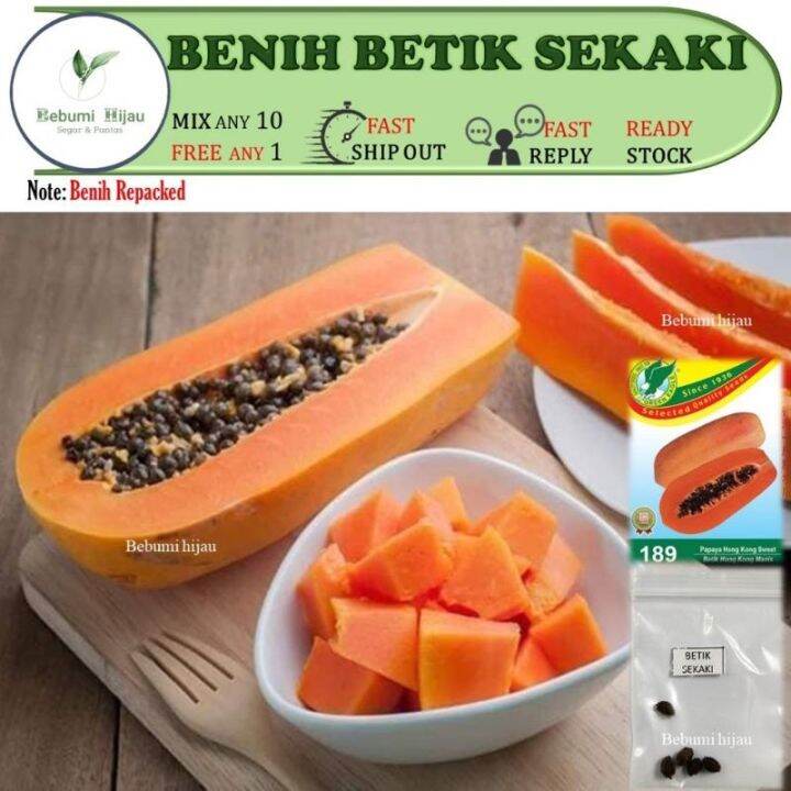 5 biji benih BETIK SEKAKI HONG KONG Lebat papaya seeds repacked | Lazada
