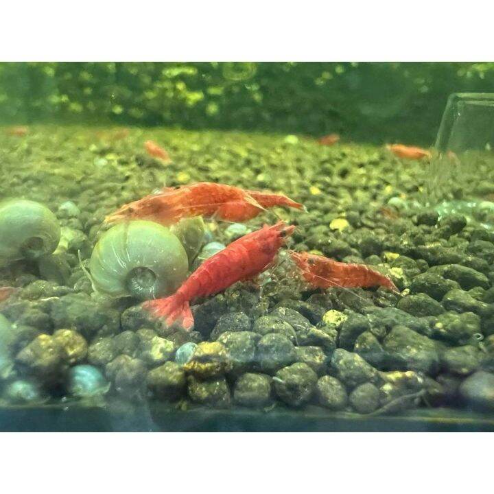 ♛Shrimp Crayfish BOOSTER FOOD for Fire Red Neo Caridina | Lazada PH