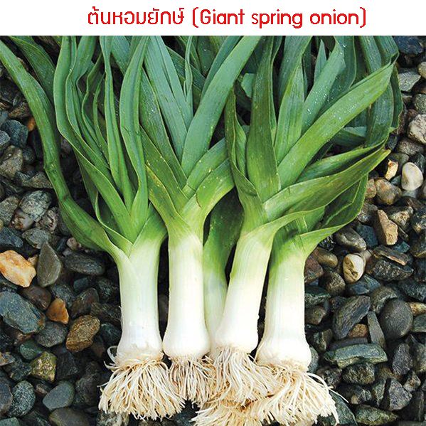 เมล็ดพันธุ์ ต้นหอมยักษ์ (Giant spring onion) 50 เมล็ด ปลูกง่าย ปลูกได้ ...