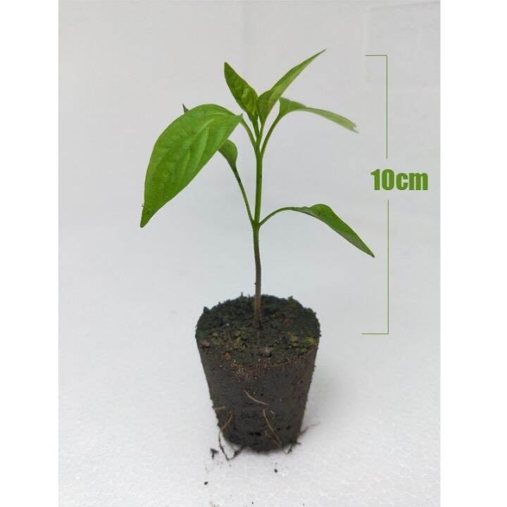 Malaysia Stock Anak Pokok Cili Api ( 1 x pokok Centil ) | Lazada