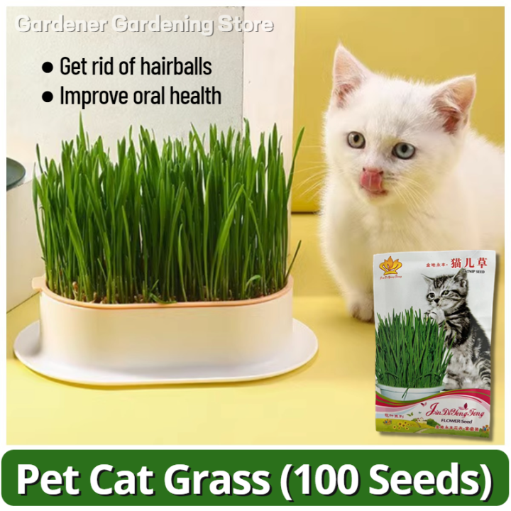 100% Organic Natural Pet Cat Grass Seeds (100pcs/bag) Mix of Wheat ...