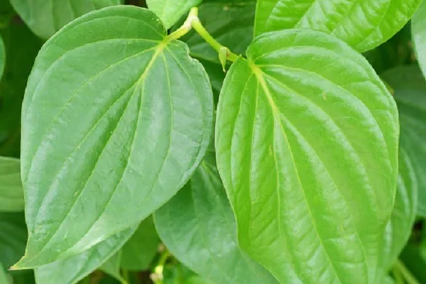 DAUN SIRIH FRESH/SIREH GRED AAA JUMBO 100 HELAI/PCS-DIPETIK HARI ...