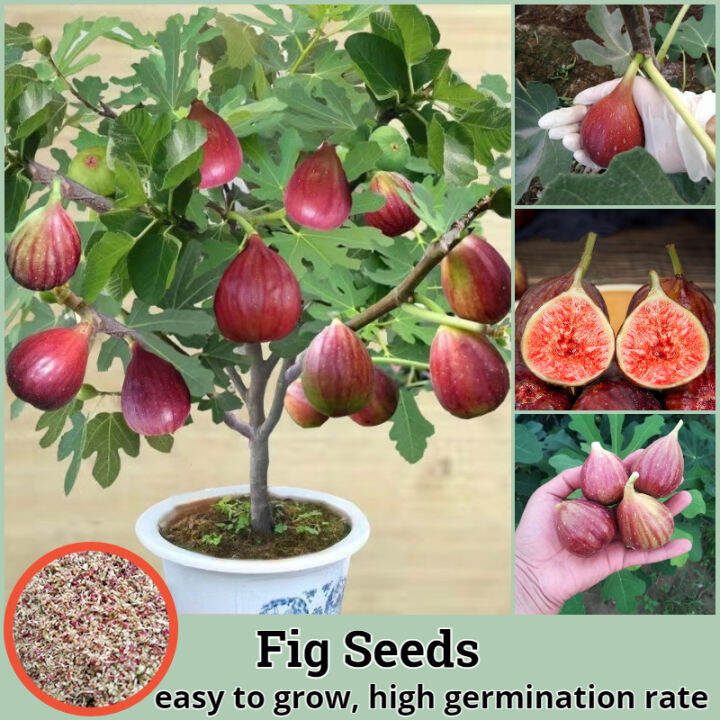 [Fast Germination] High Quality Fig Seeds for Planting (200 seeds/bag ...