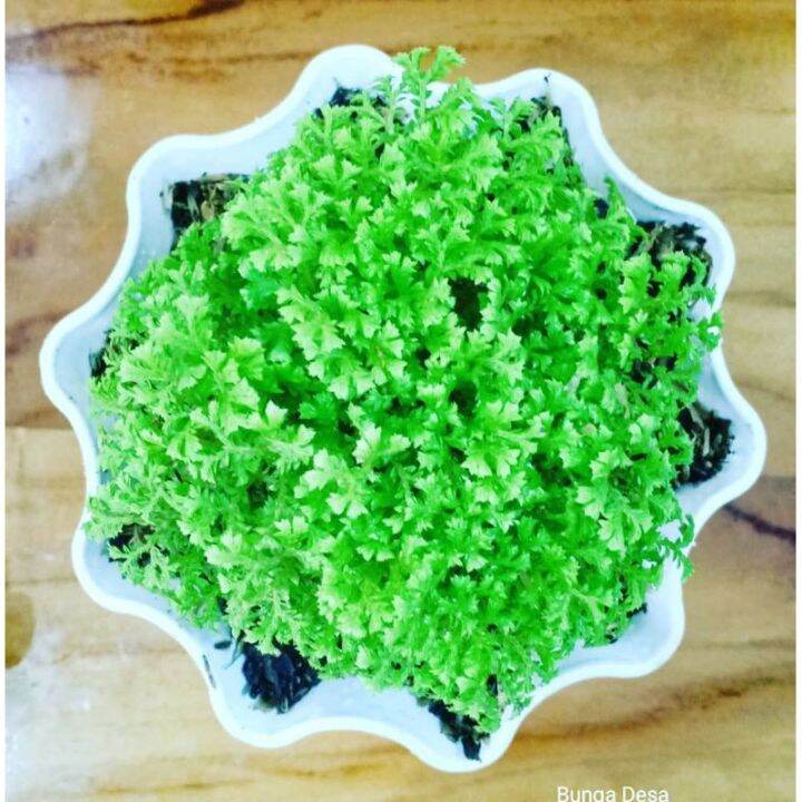 tanaman lumut mossplant - tanaman hias lumut ambon - tanaman lumut ...