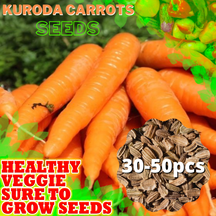 KURODA CARROT SEEDS - 30-50 PCS The roots of Kuroda (Sakata) are ...