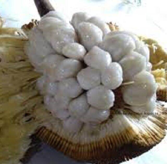 MARANG SEEDS FOR PLANTING (Artocarpus odoratissimus) | Lazada PH