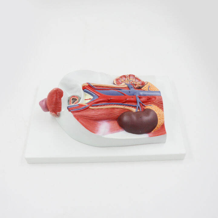 Urinary System Model Bladder and Kidney Anatomical Model Educational ...