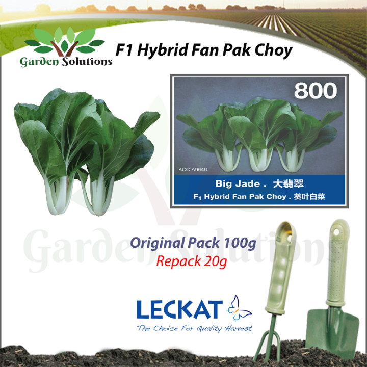 LECKAT 800 BIG JADE F1 HYBRID FAN PAK CHOY 100GM | Lazada