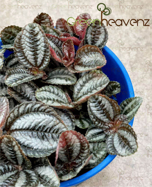 GNC - Pilea Involucrata Indoor Live Plant Pokok Bunga 冷水花 | Lazada