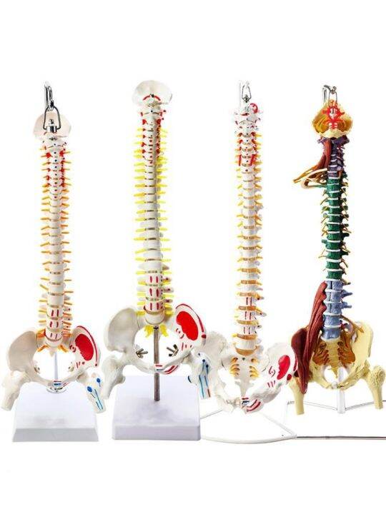 Lumbar skeleton 1:1 vertebra spinal nerve bone anatomy flexible ...
