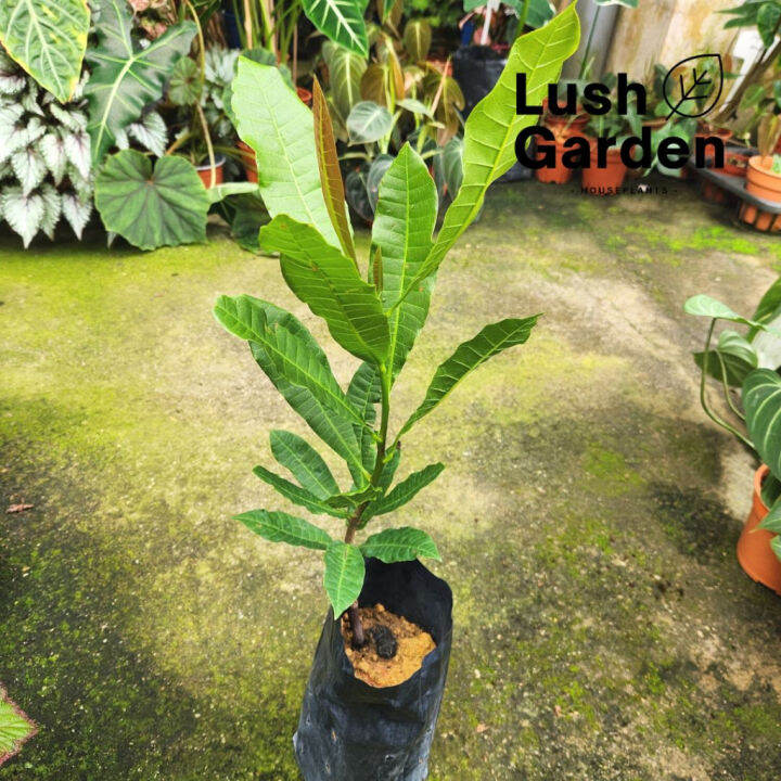 Anak Pokok Gajus Merah / Cashew Tree 腰果树 Fruit Tree Live Plant Pokok ...