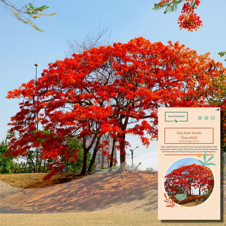 Fire Tree Seeds, Flame Tree Seeds, Delonix Regia Seeds, Tree 50Seeds ...