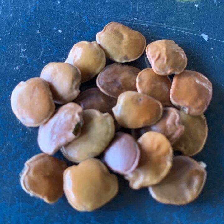 【COD】 Madre De Cacao Kakawate Gliricidia Sepium Seeds | Lazada PH