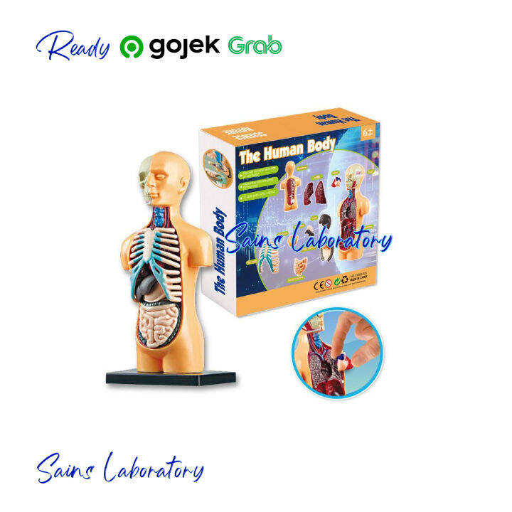Model Torso Dwifunsi Manusia Setengah Tubuh Human Body Anatomy Model ...