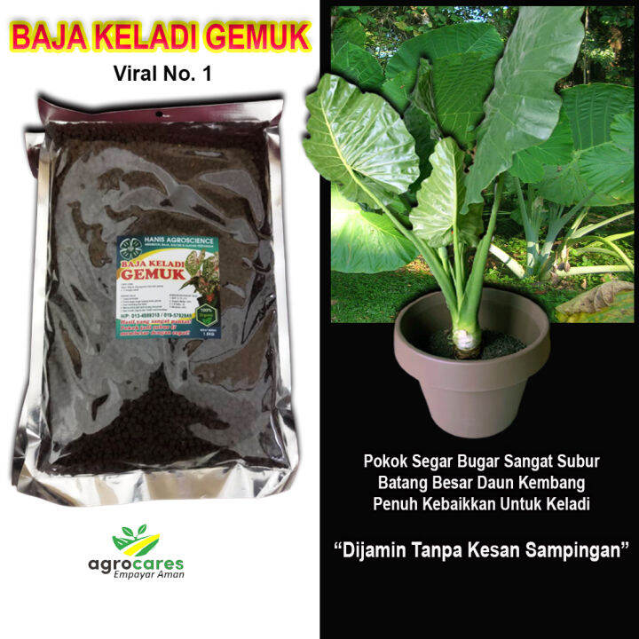 1.5Kg Baja Keladi Cepat Gemuk Pokok Subur Segar Bugar Daun Lebar Tebal ...