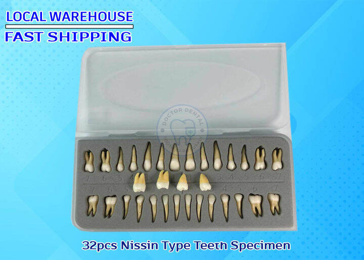 Dental Nissin type Artificial Teeth Specimen Anatomy for tooth carving ...