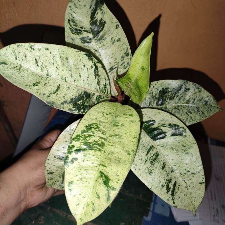 Shivereana Moonshine Rubber Tree Plants Live or Real Plants Stable ...