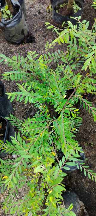 MDC- Ceylon myrtle plant / mousetail plant sapling / Anak pokok Ceylon ...
