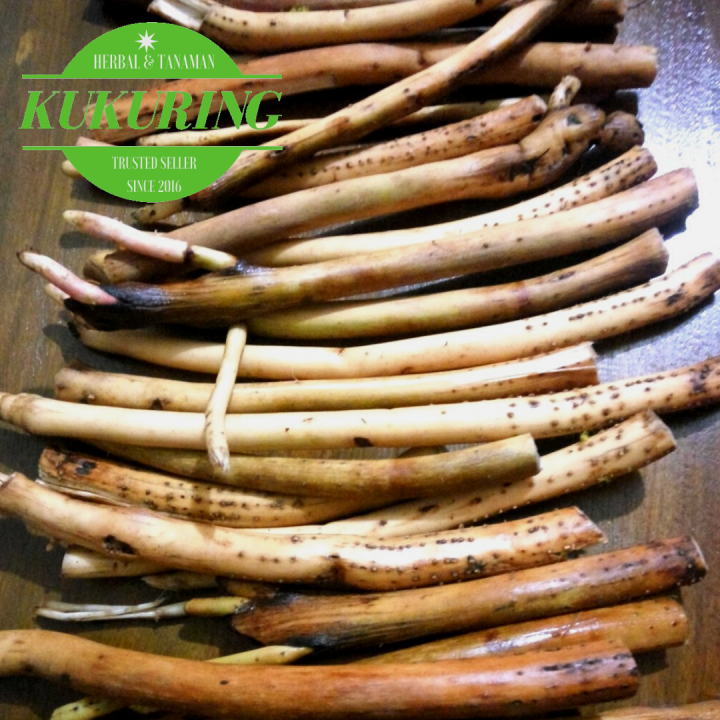 [ Herbal Produk ] Akar Pinang Segar 100 gram - Akar jambe Obat Herbal ...