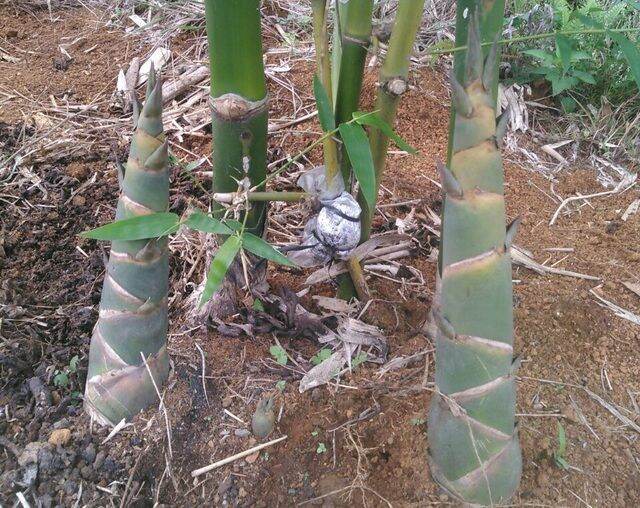 Cây Giống Tre Mai ,cây măng mai Ngọt - dòng măng đặc sản Yên Bái ...