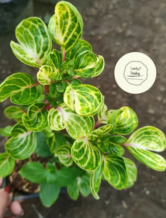 Variegated Bloodleaf Plant. or " Iresine Lindenii " With FREE Plastic ...